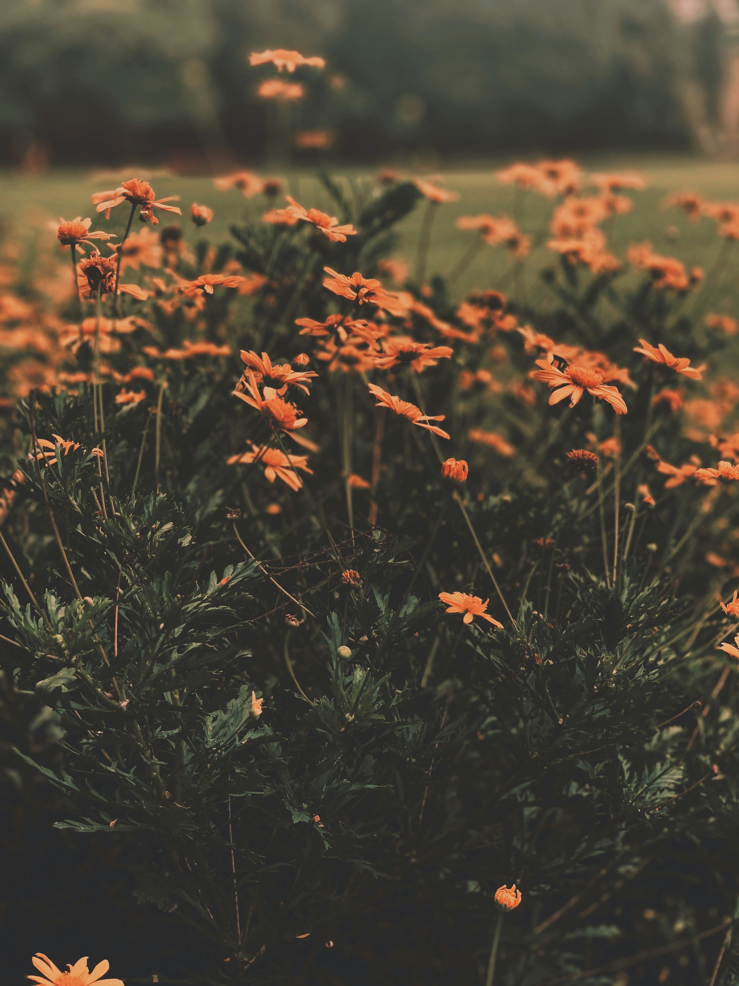 About – Therapy with Roxy